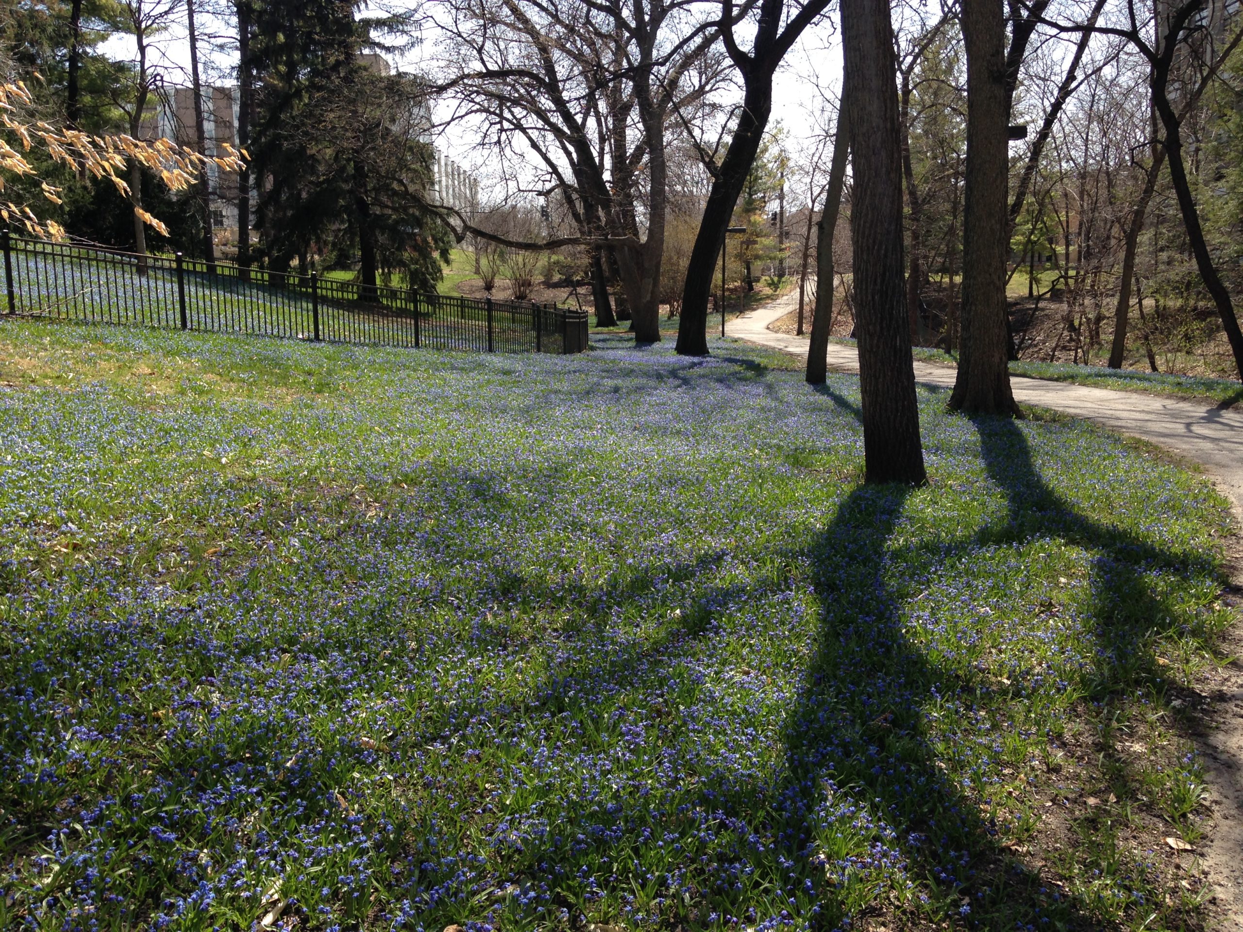 Spring flowers by College Creek - Prairie Rivers of Iowa