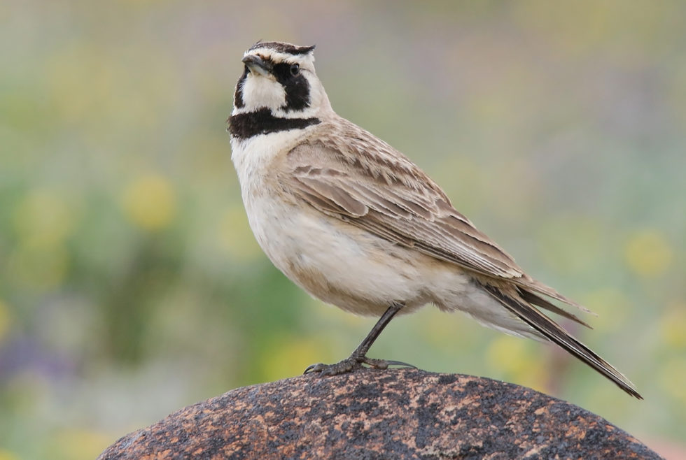 Habitat and Wildlife - Prairie Rivers of Iowa