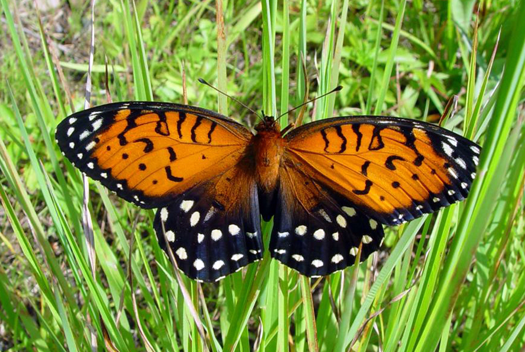 National for Twelves Day - Prairie Rivers of Iowa