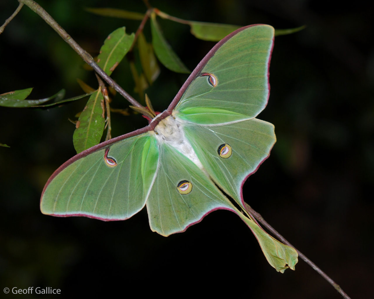 The Love Lives of Moths: Competition in the Air - Prairie Rivers of Iowa