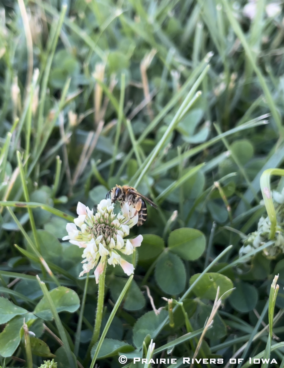 Clover Lawns: Is the Trend Lucky for Pollinators? - Prairie Rivers of Iowa