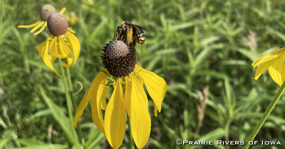 Homepage - Prairie Rivers of Iowa