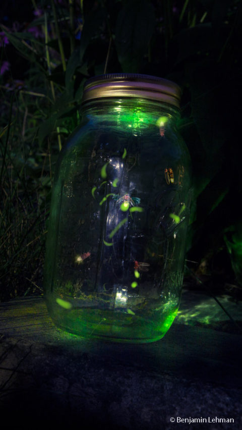 Glitter in Your Grass: The Secret Lives of Fireflies - Prairie Rivers of Iowa