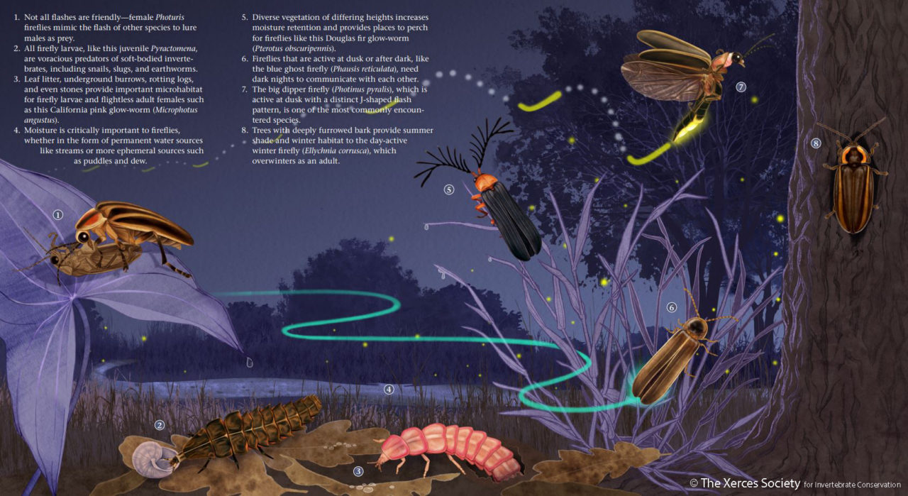Glitter in Your Grass: The Secret Lives of Fireflies - Prairie Rivers ...