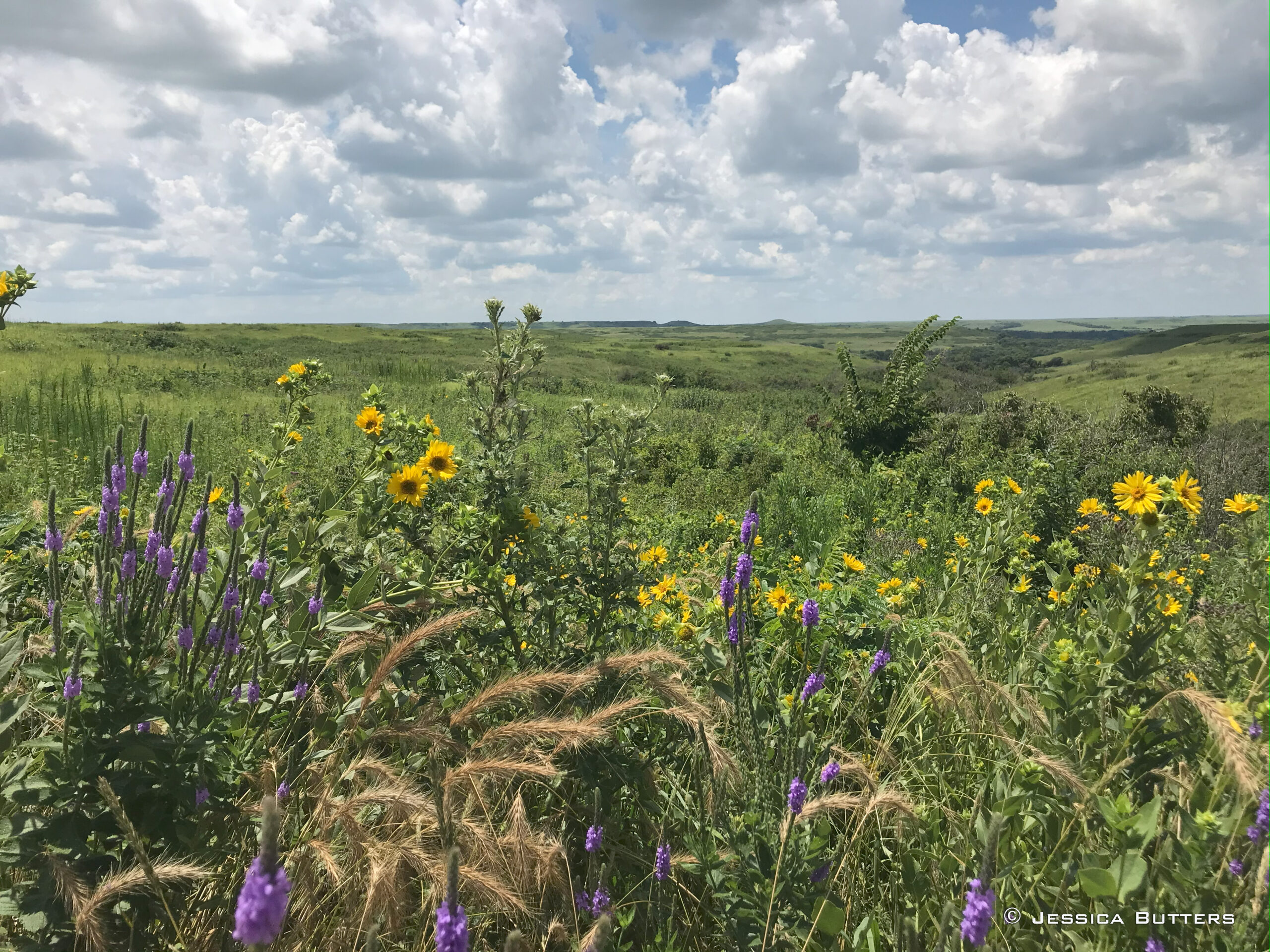 Watersheds and Wildlife - Prairie Rivers of Iowa