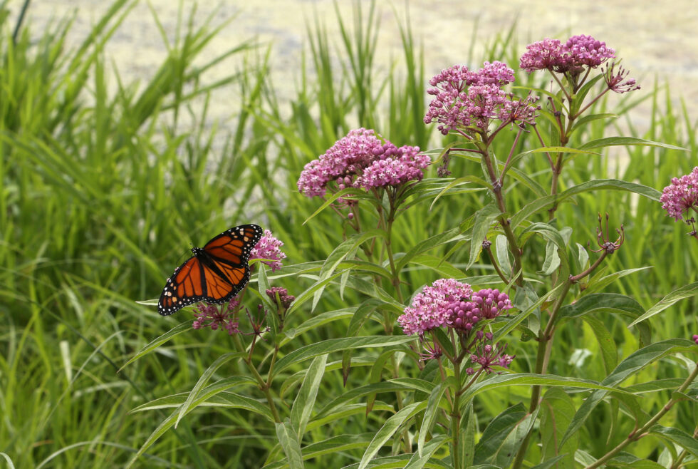 Iowa’s Native Milkweed Species - Prairie Rivers of Iowa