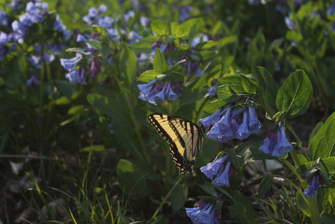 More Bees, Please – Creating a Pollinator Friendly Ames! – Prairie ...