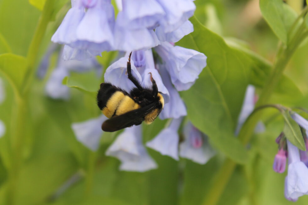More Bees, Please – Creating a Pollinator Friendly Ames! - Prairie ...